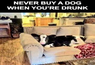 53 Funny Memes that Are Spot On - Dank Memes Gallery | eBaum's World