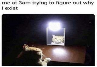 42 Funny Self-Deprecating Memes the Ask the Question 'Why Me?' - Funny ...