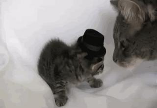 33 Gifs Of Cats Being Annoying | eBaum's World