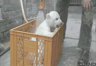 29 Gifs Of Adorable Animals Taking A Bath - Gallery | eBaum's World