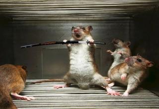 Hilarious Photoshop Of Animals With Their Weapons Of Choice - Gallery ...