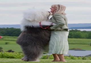 22 Dogs That Became Absolute Units - Feels Gallery | eBaum's World