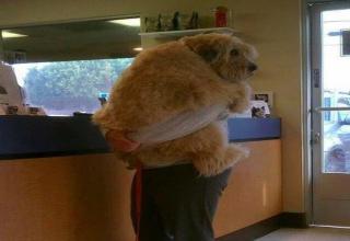 22 Dogs That Became Absolute Units - Feels Gallery | eBaum's World
