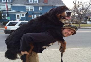 22 Dogs That Became Absolute Units - Feels Gallery | eBaum's World