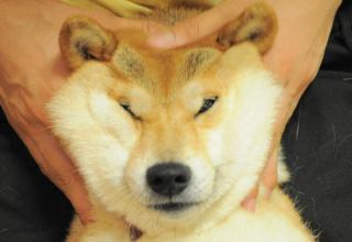 The Best Of: Doge | eBaum's World