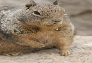 18 Hilariously Obese Squirrels - Gallery | eBaum's World