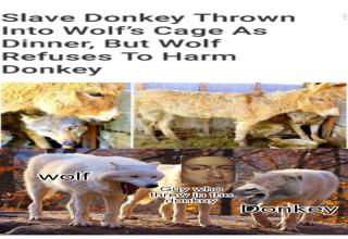 21 Delectable Memes Foraged From the Interwebs - Funny Gallery | eBaum ...