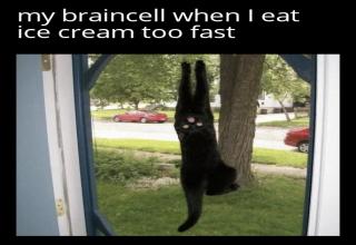 25 Memes Danker Than 'Thank You' in German - Funny Gallery | eBaum's World