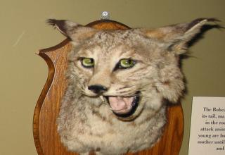 Poorly Stuffed Animals - Gallery | eBaum's World