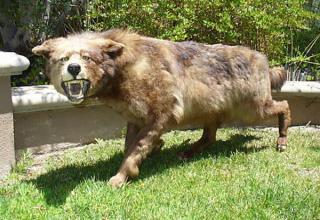 Poorly Stuffed Animals - Gallery | eBaum's World