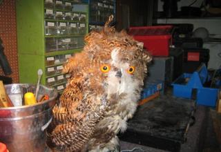 Poorly Stuffed Animals - Gallery | eBaum's World