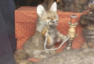 Poorly Stuffed Animals - Gallery | eBaum's World