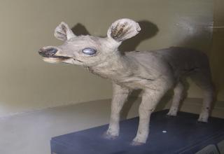 Poorly Stuffed Animals - Gallery | eBaum's World