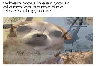 Get Nothing Done Today with a Massive Collection of Funny Memes - Funny ...