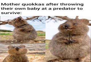 Get Nothing Done Today with a Massive Collection of Funny Memes - Funny ...