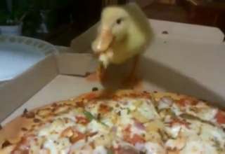Cute Duck Mowing Pizza - Video | eBaum's World
